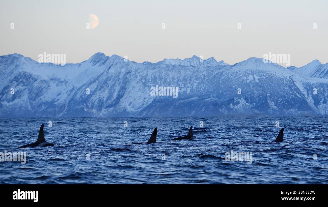 O orca hi-res stock photography and images - Alamy