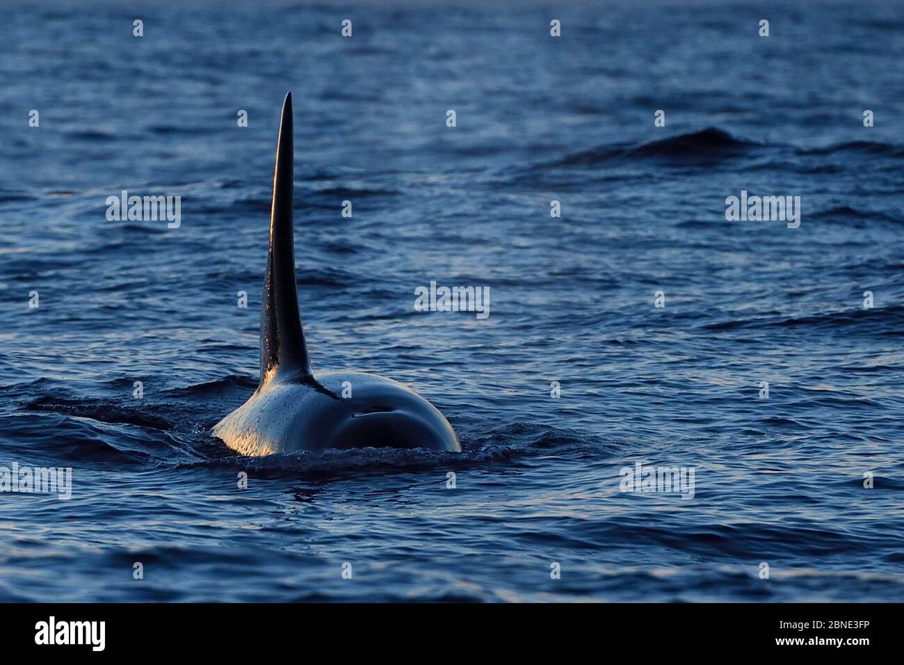 Orca / Killer whale (Orcinus orca) surfacing, showing dorsal fin from ...