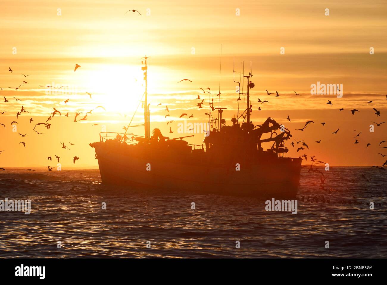 Birds flying around fishing boat hi-res stock photography and images ...