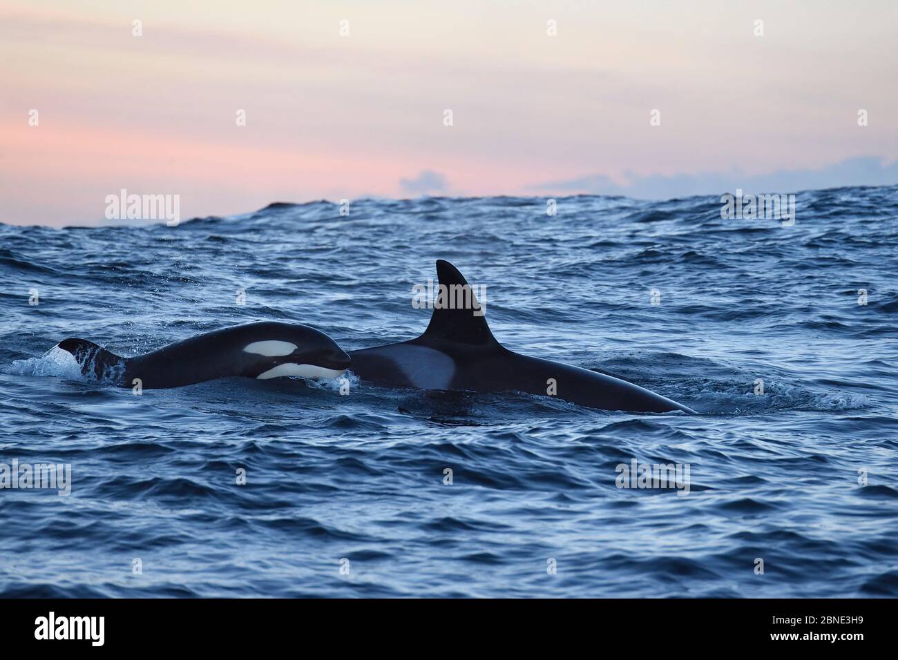 Two Orcas / Killer whales (Orcinus orca) surfacing, Senja, Troms County ...