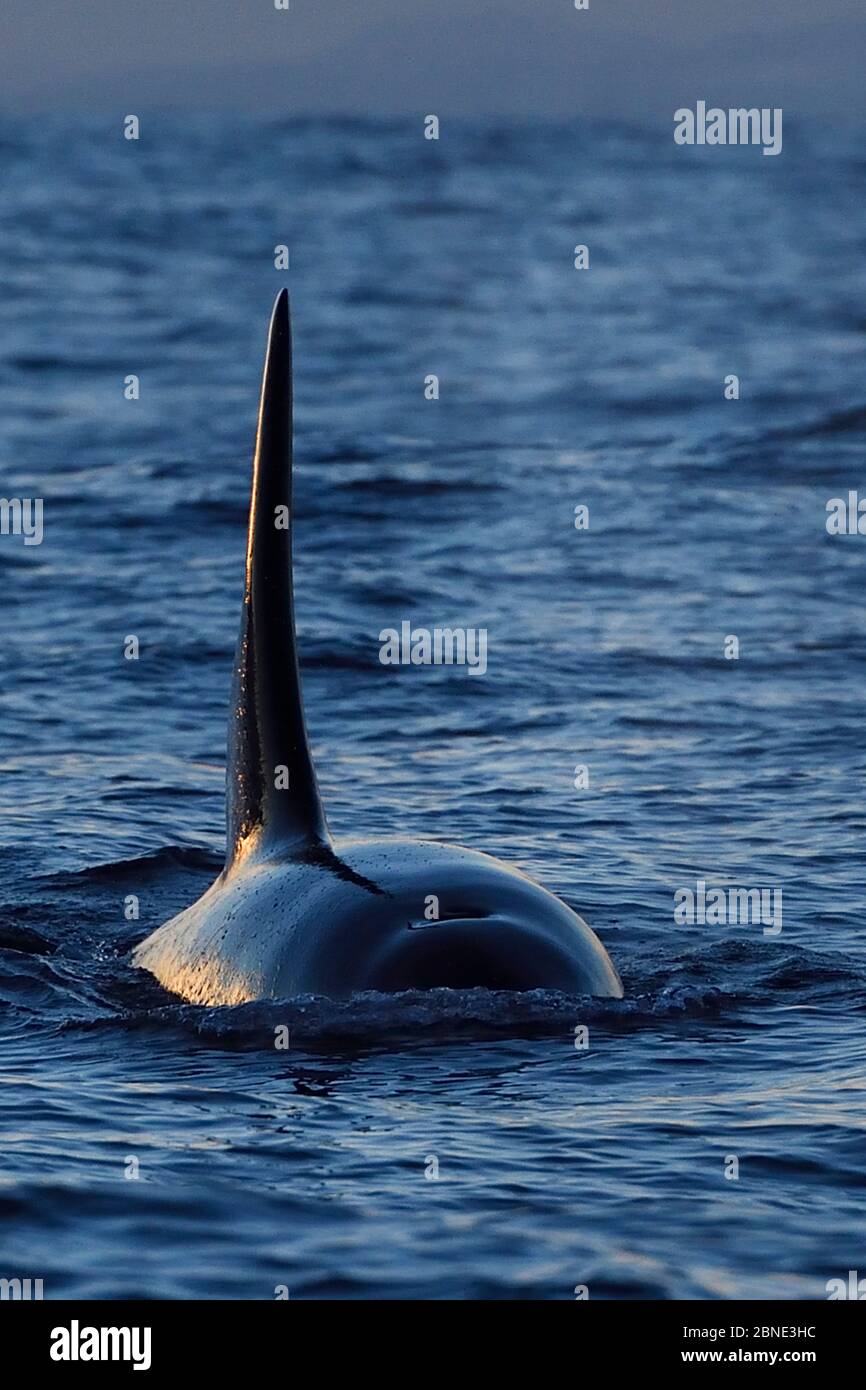 Orca / Killer whale (Orcinus orca) surfacing, showing dorsal fin from ...