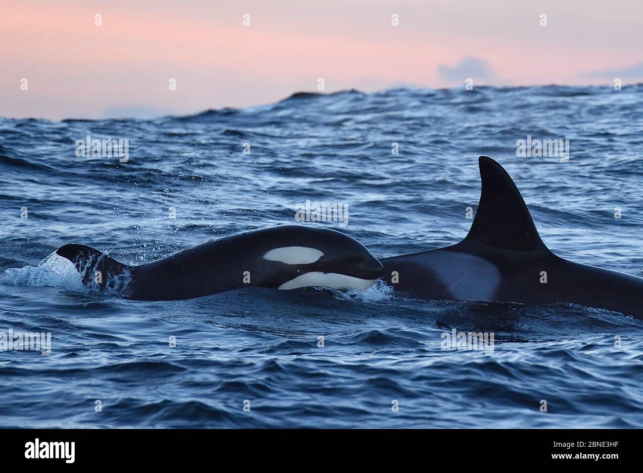 Killer whales hi-res stock photography and images - Alamy