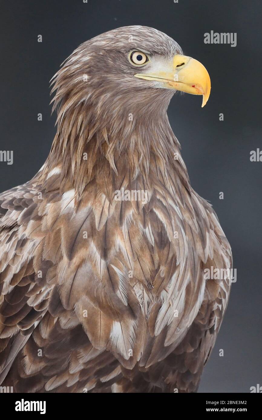 White tailed eagle / Erne (Haliaeetus albicilla) portrait, Flatanger ...