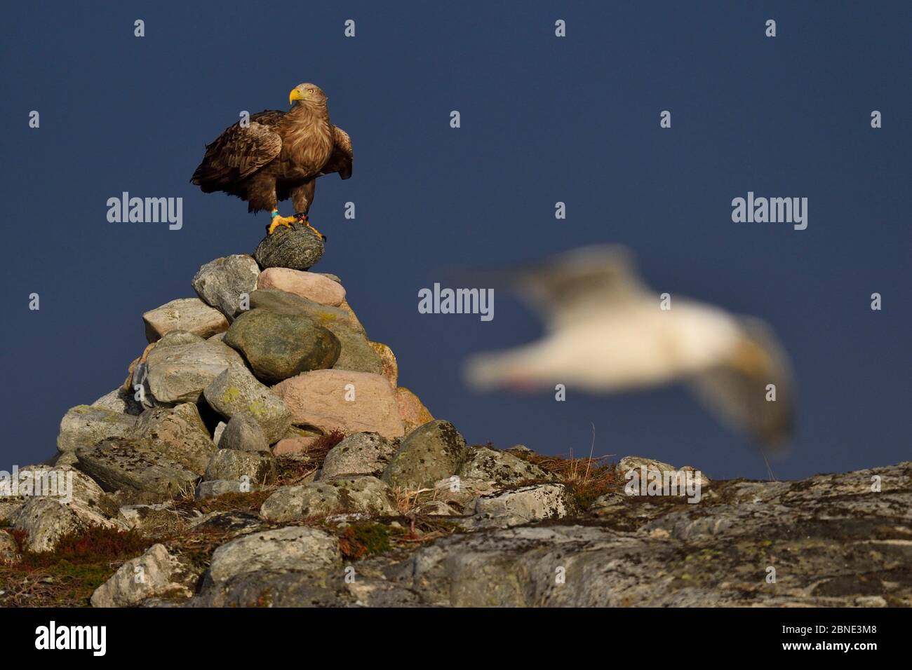 White tailed eagle / Erne (Haliaeetus albicilla) on pile of rocks with ...