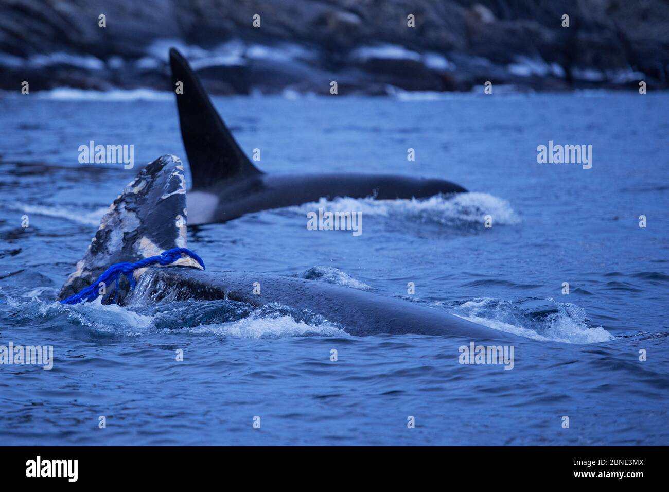 Orca damage hi-res stock photography and images - Alamy