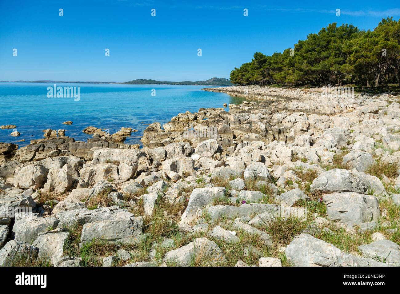 The pebble beach with a pine forest near Pakostane in Dalmacija Stock ...