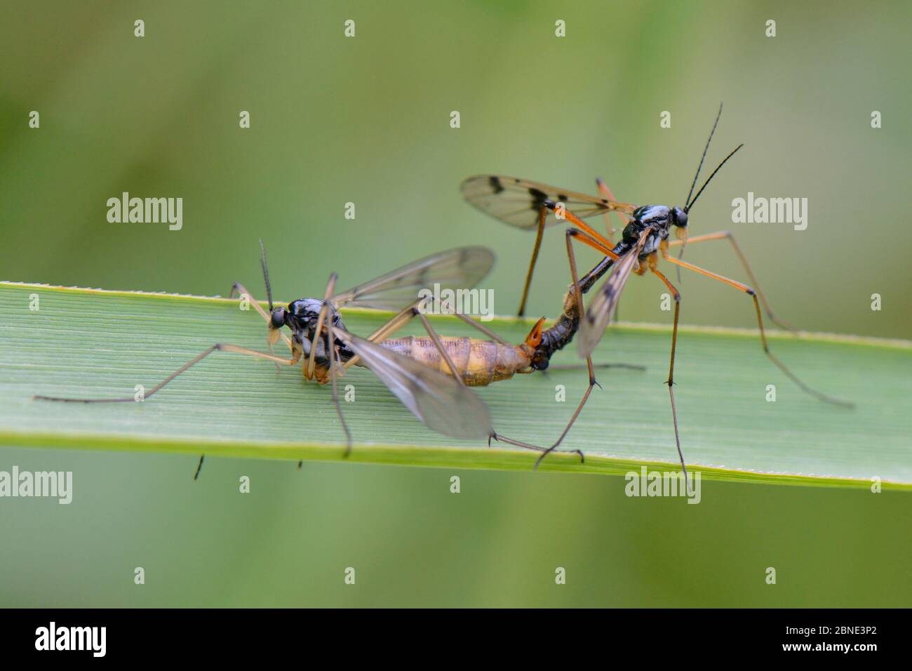 Phantom cranefly pair (Ptychoptera contaminata) mating on a reed leaf ...