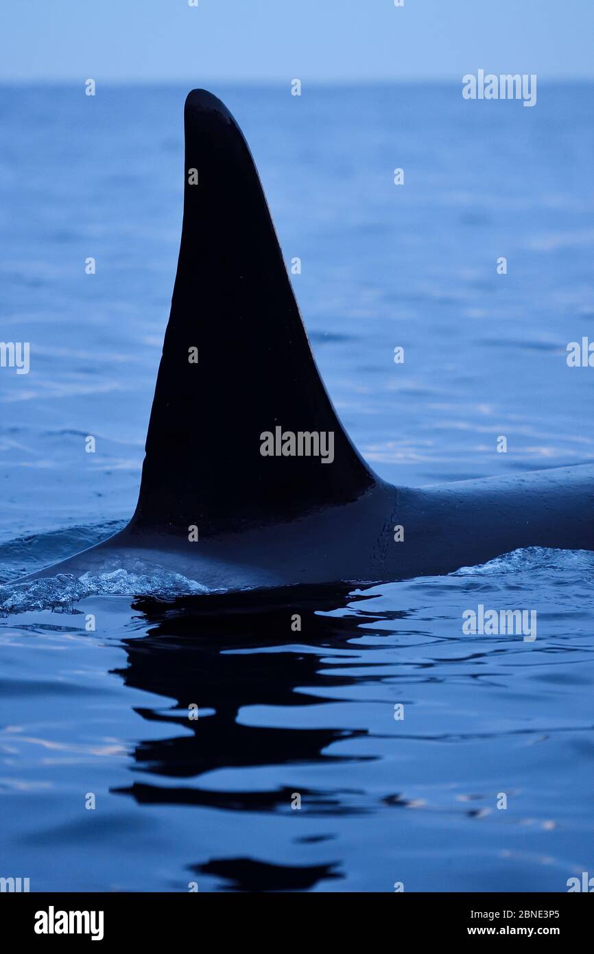 Orca dorsal fin hi-res stock photography and images - Alamy