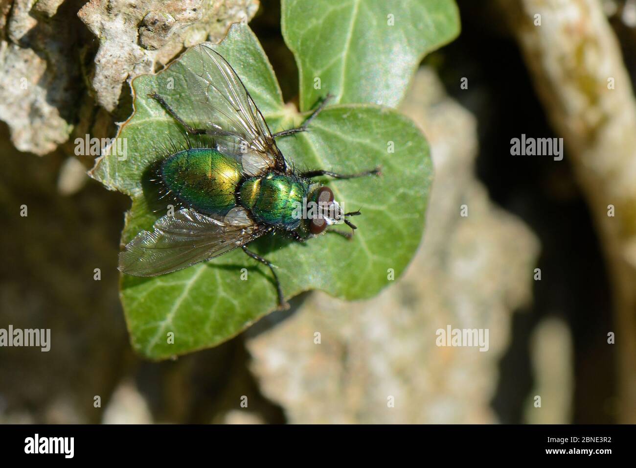 Parasitoids hi-res stock photography and images - Alamy