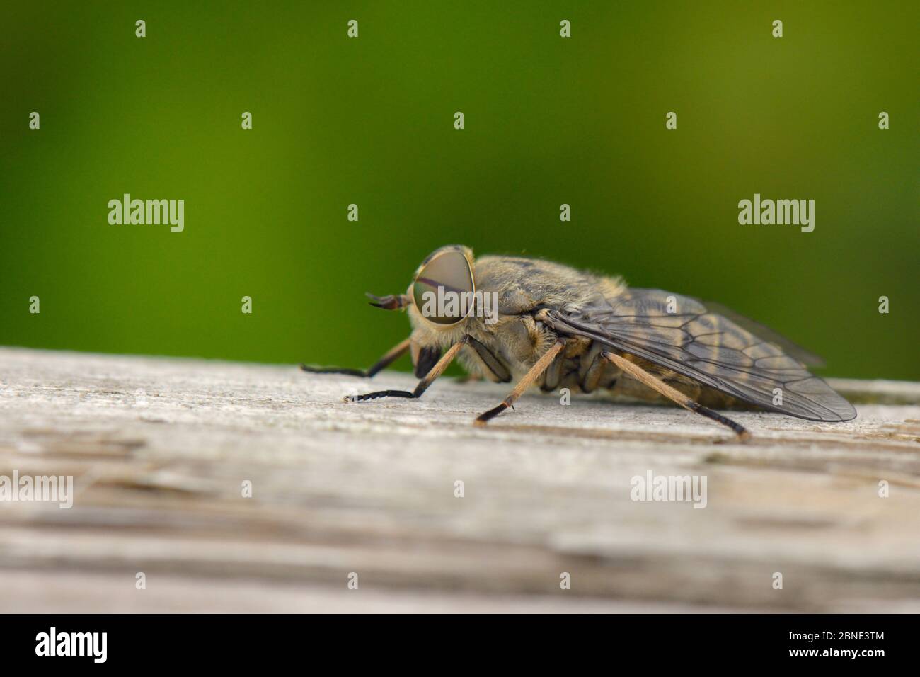 Band-eyed brown horsefly (Tabanus bromius) resting on a fence ...