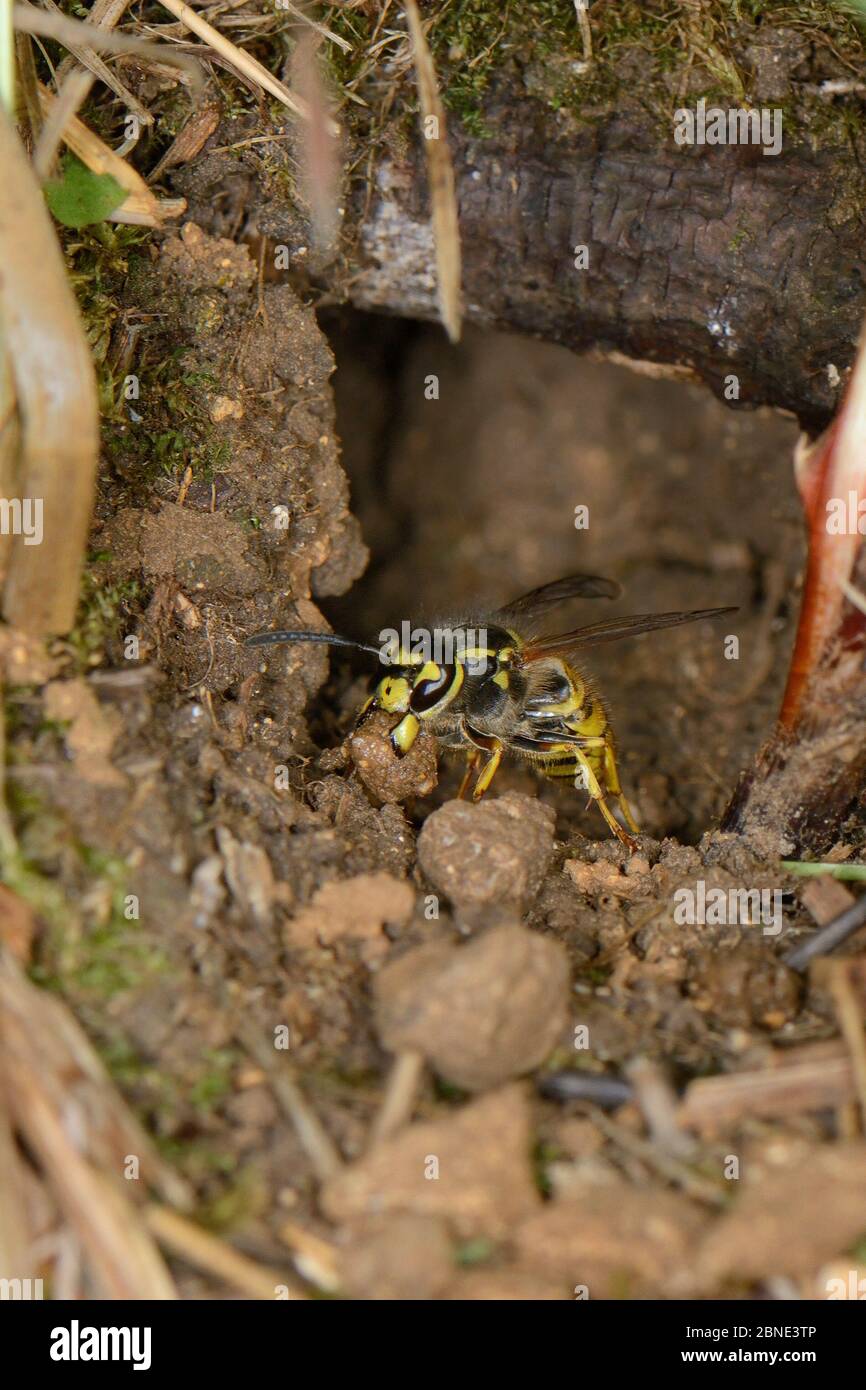 Vespula germanica nest hi-res stock photography and images - Alamy