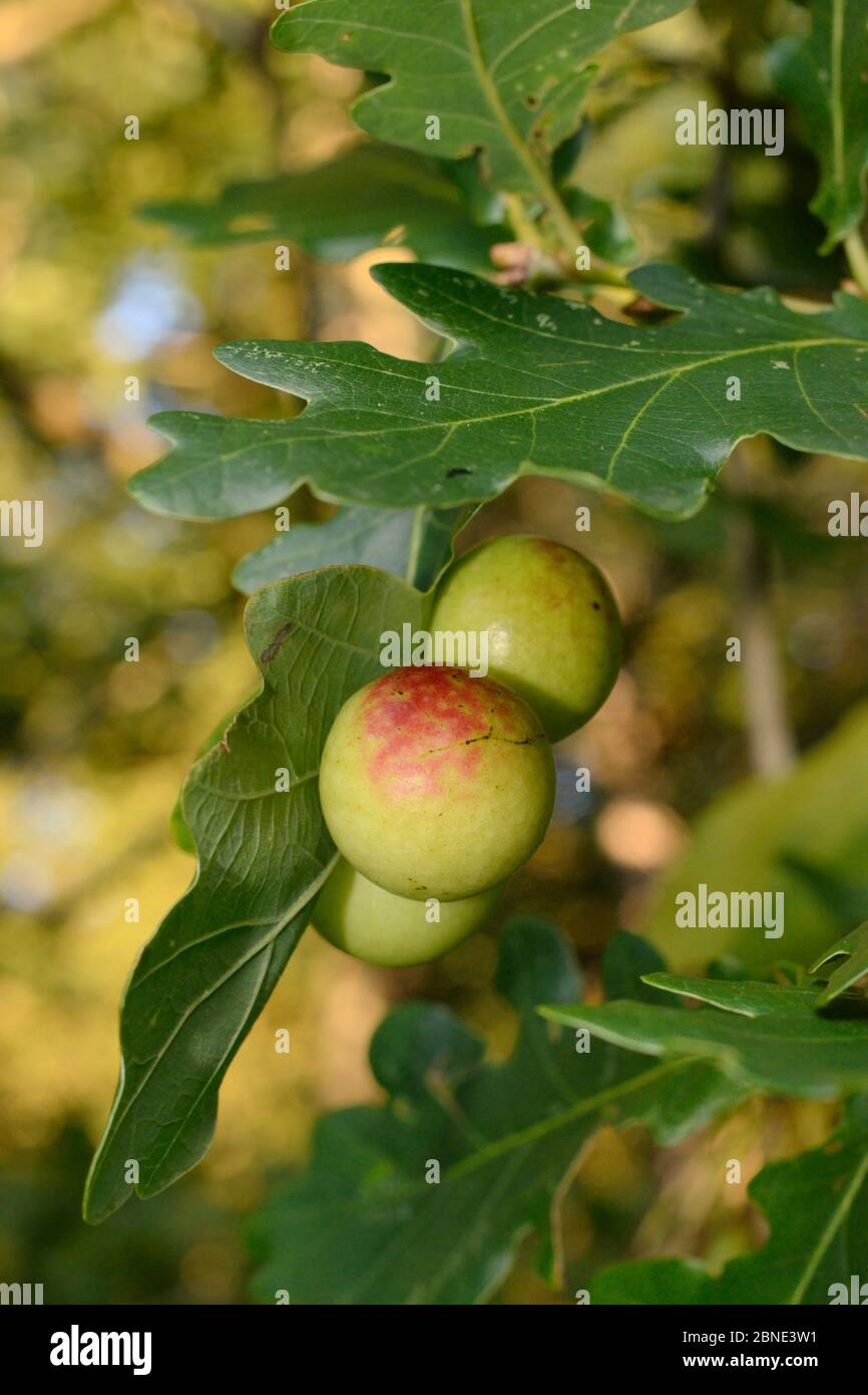 Cherry galls caused by Gall wasp (Cynips quercusfolii) on leaves of ...