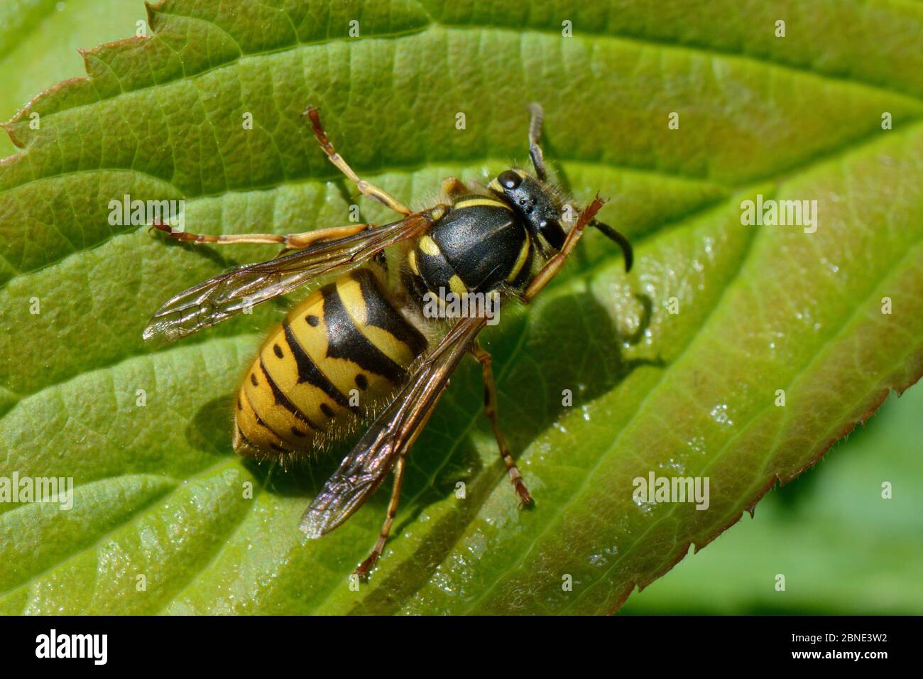 German wasp queen hi-res stock photography and images - Alamy