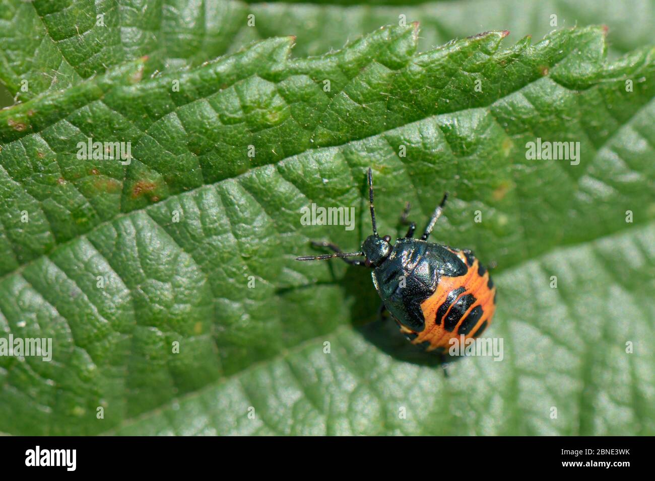 Blue shieldbug (Zicrona caerulea) final nymph instar, Cotswold water ...