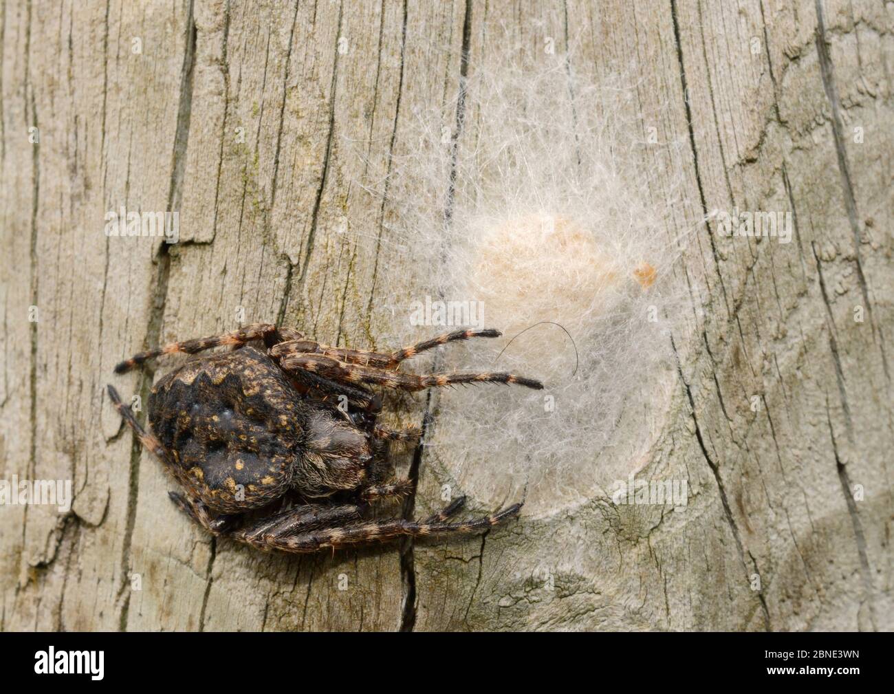 Female Walnut orb-weaver spider (Nuctenea umbratica) guarding her egg ...