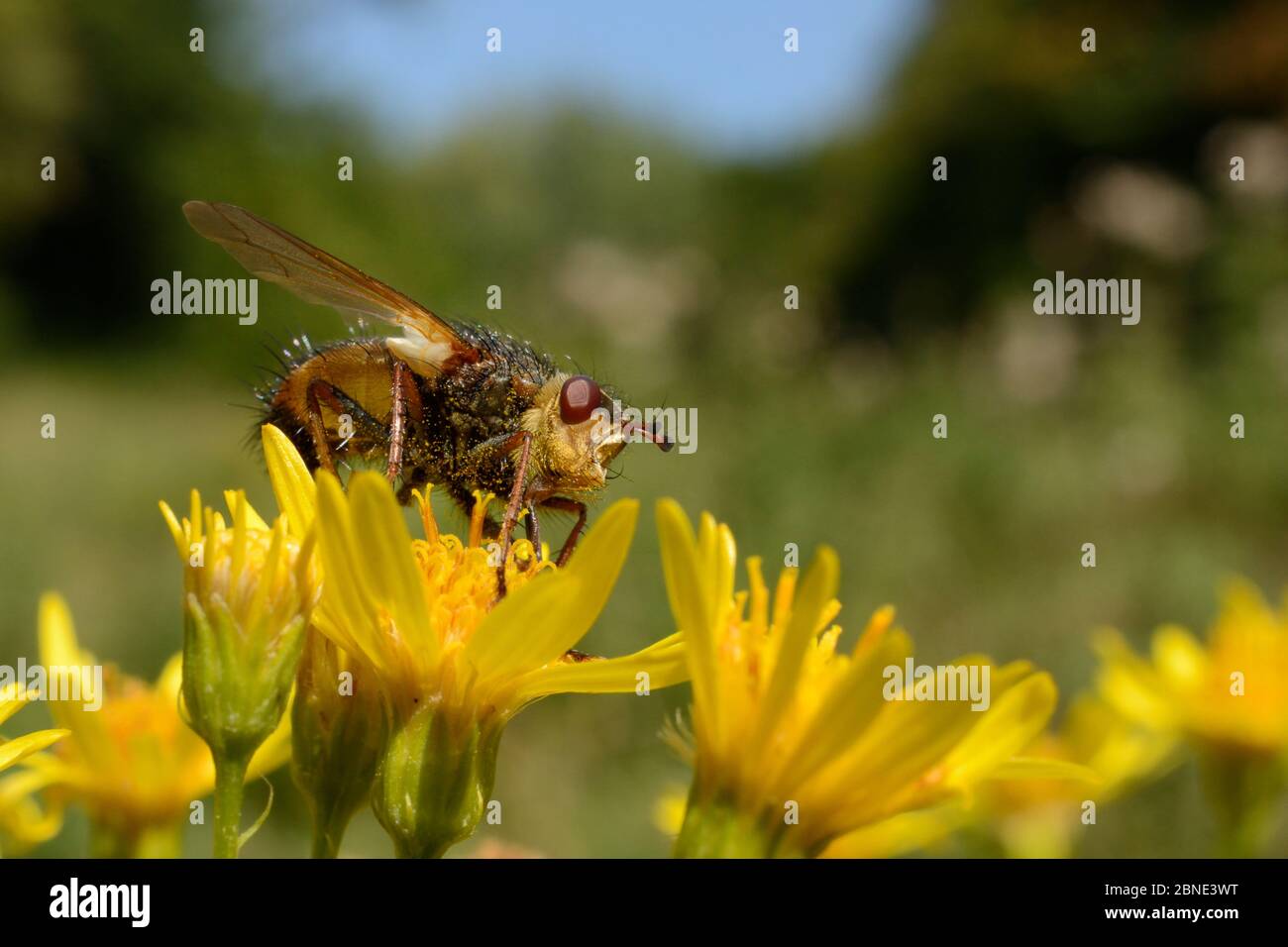 Parasitoids fly hi-res stock photography and images - Alamy