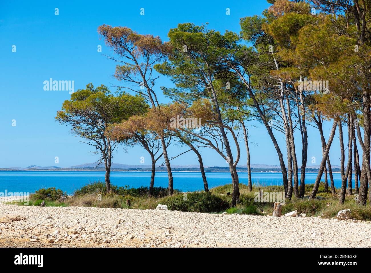 The pebble beach with a pine forest near Pakostane in Dalmacija Stock ...