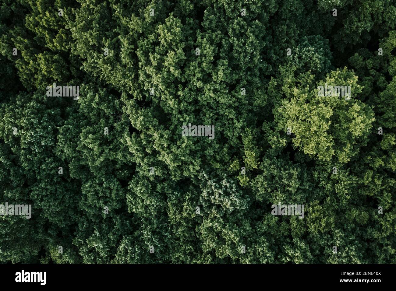 Aerial view of green treetops hi-res stock photography and images - Alamy