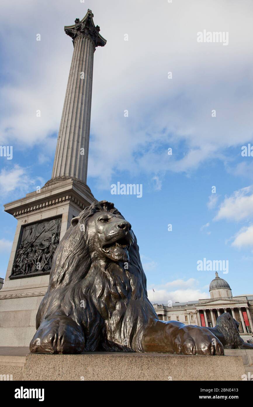 Nelsons Column and Lion Statue, Trafalgar Square, London Stock Photo ...