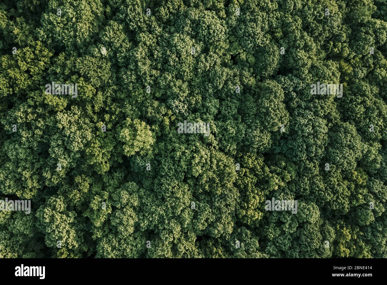 Aerial view of green treetops hi-res stock photography and images - Alamy