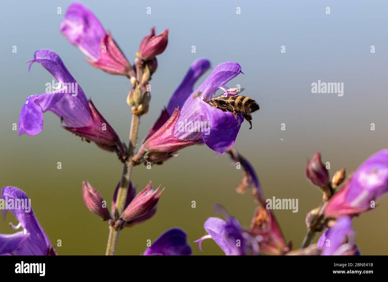 Bee is pollinating the flowers of Salvia officinalis (sage Stock Photo ...