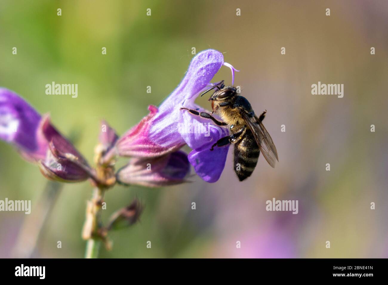 Bee is pollinating the flowers of Salvia officinalis (sage Stock Photo ...
