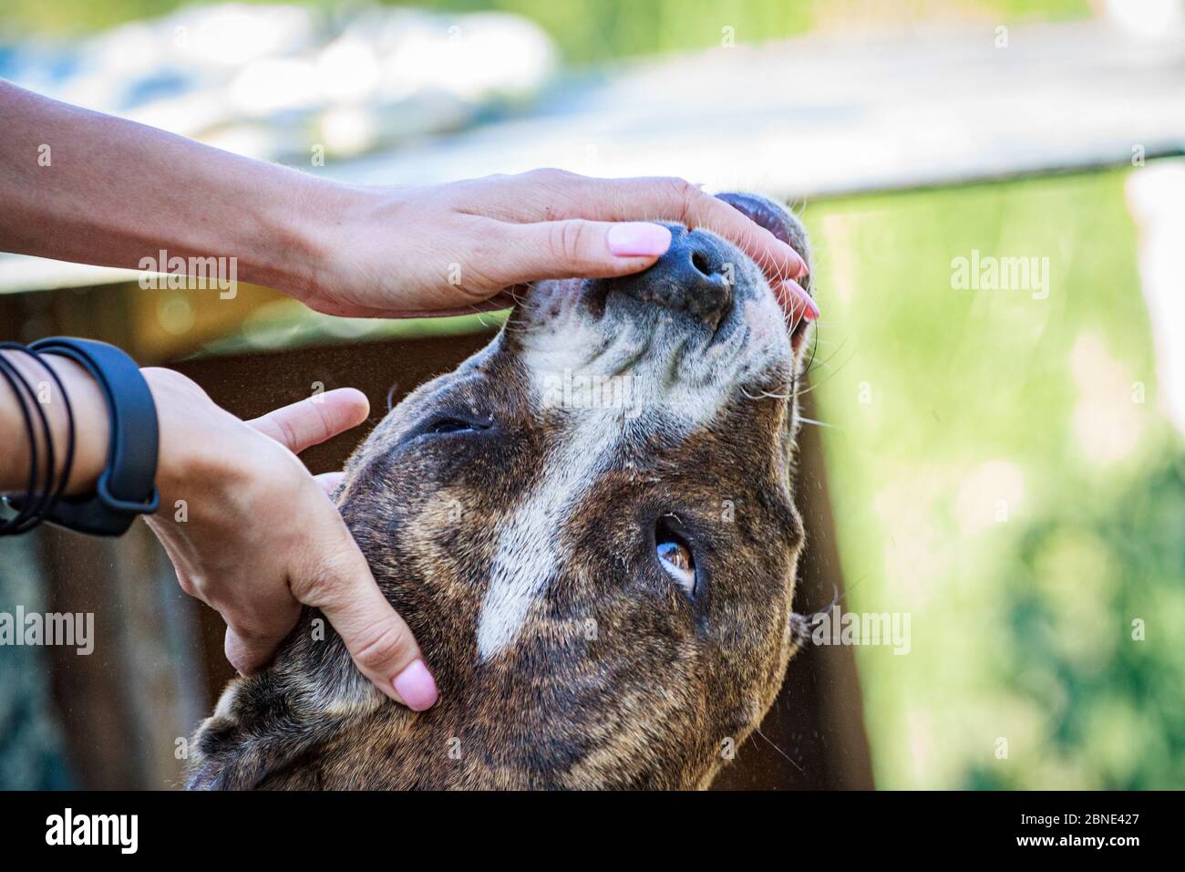 Evil dog eyes hi-res stock photography and images - Alamy