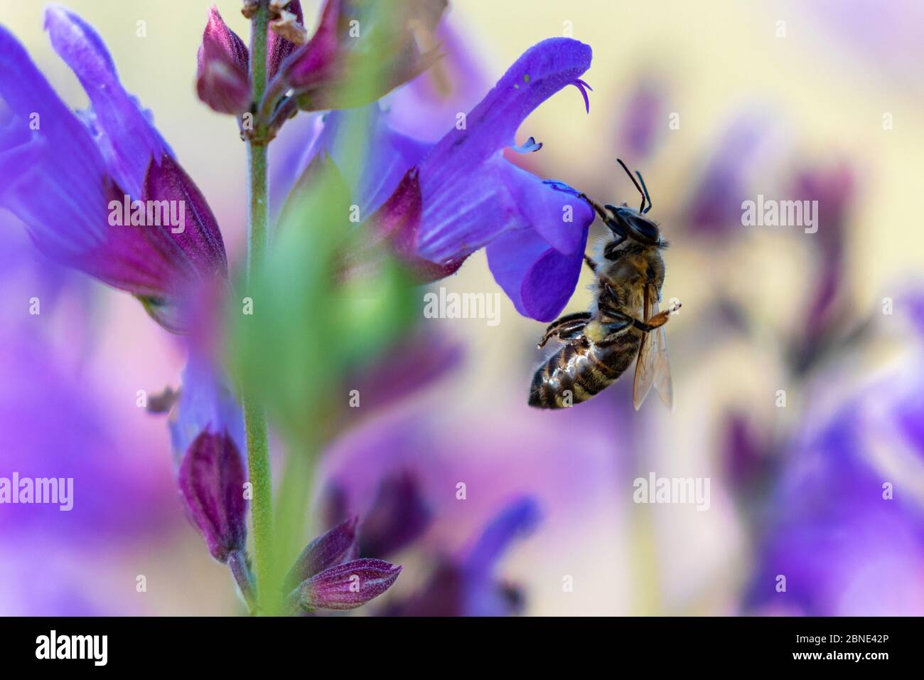 Bee is pollinating the flowers of Salvia officinalis (sage Stock Photo ...