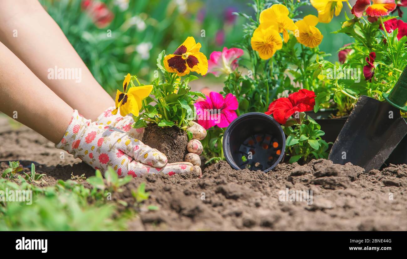 The gardener is planting a flower garden. Selective focus. nature Stock ...