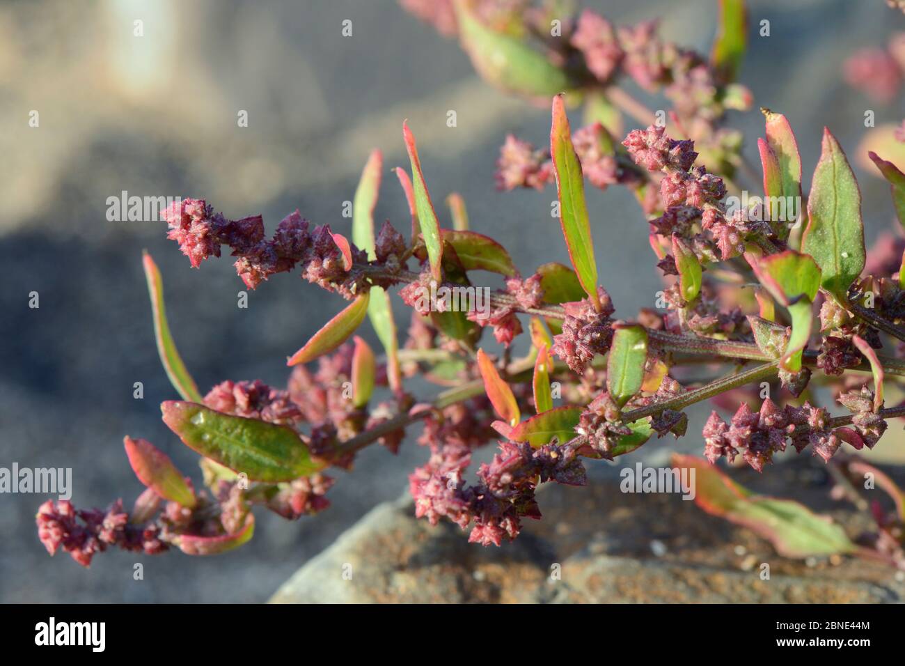 Spear-leaved orache (Atriplex prostrata) flowering high on a sandy ...