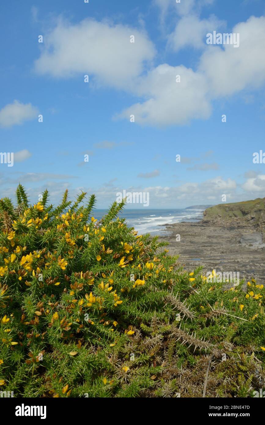 Western gorse hi-res stock photography and images - Alamy