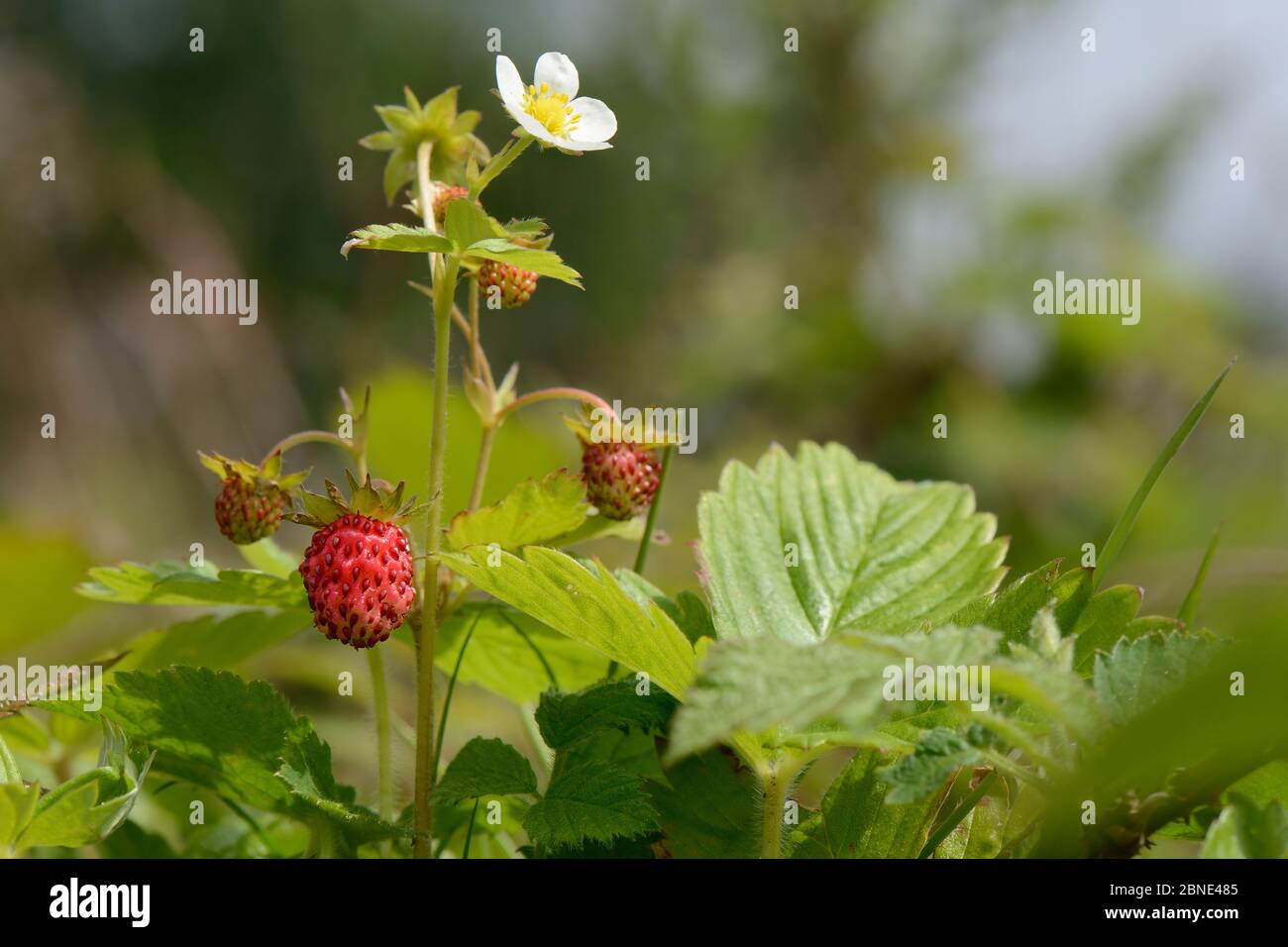 Fragaria chinensis hi-res stock photography and images - Alamy