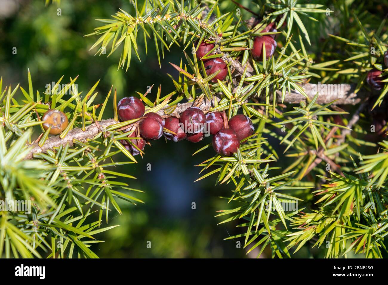 Close-up view of Juniper (Juniperus) branch with a fruit Stock Photo ...