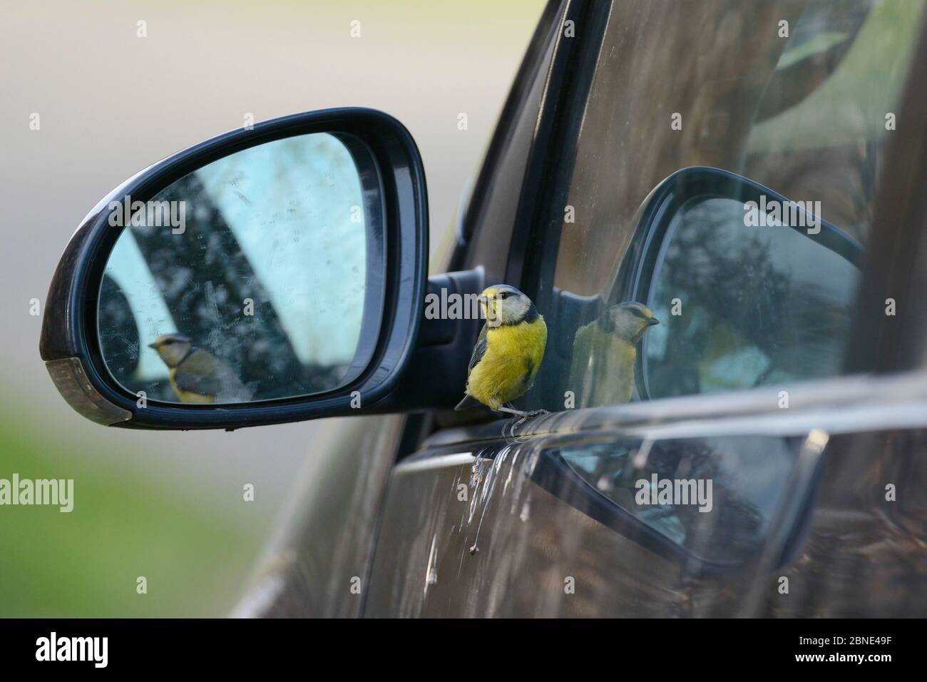 Territorial Blue tit (Parus caeruleus)looking at its reflection in a ...