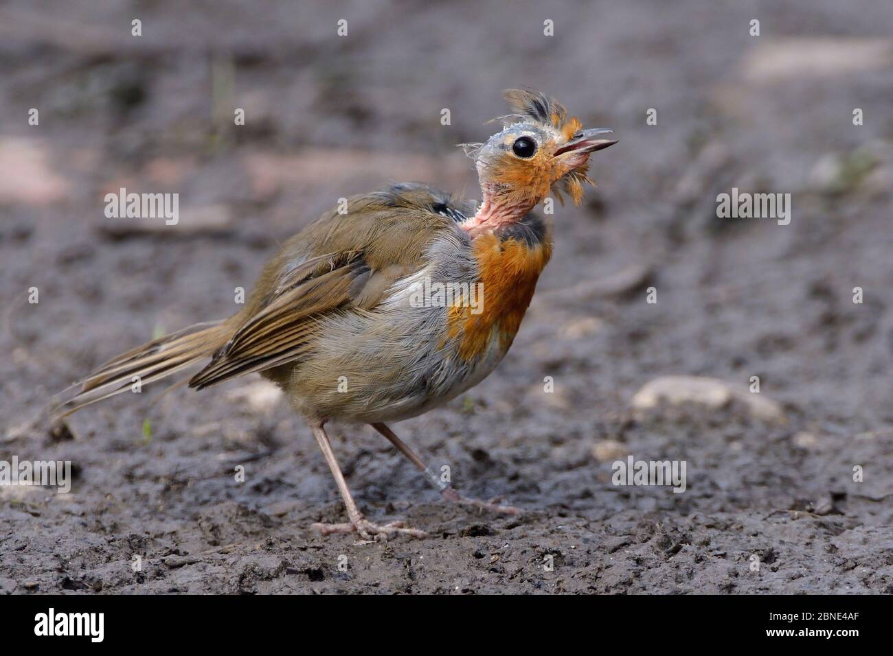 European robin (Erithacus rubecula) partially bald due to an ...