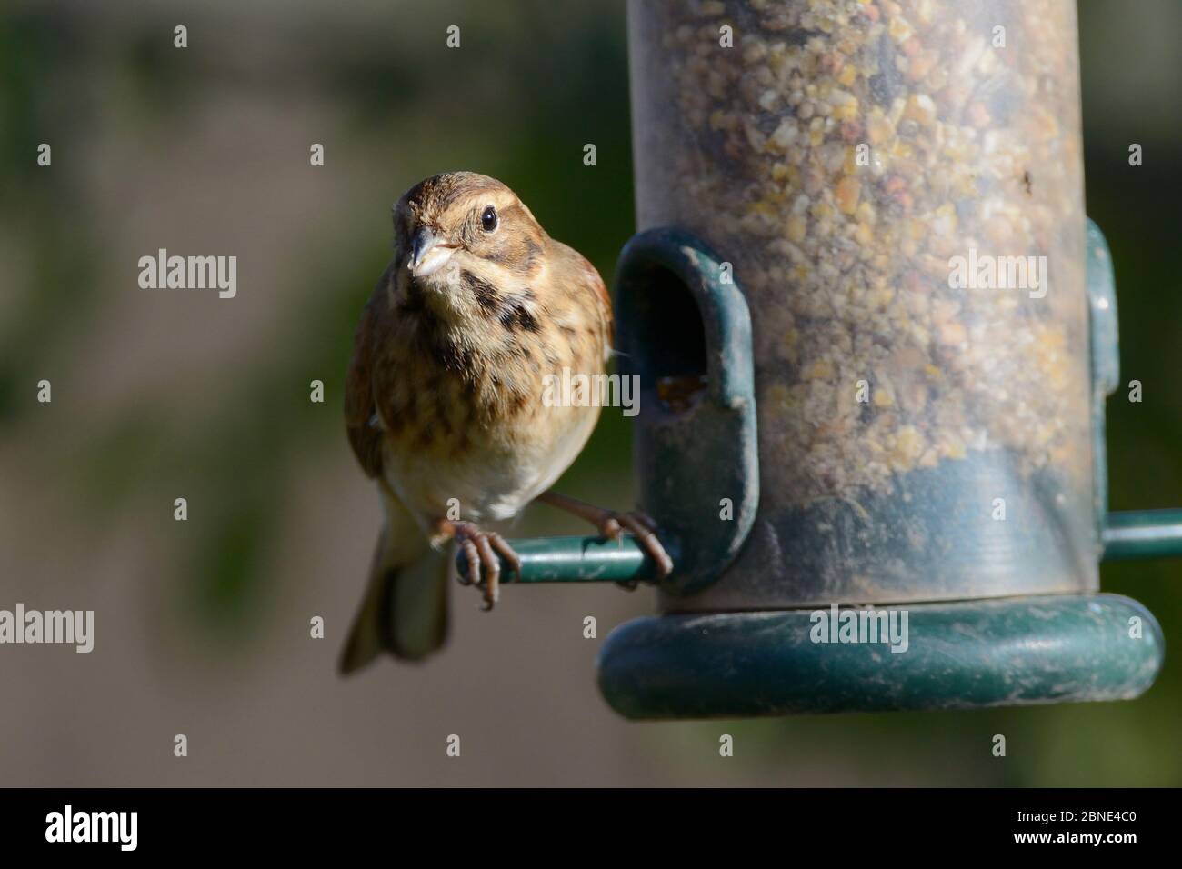 Reed bunting (Emberiza schoeniclus) female taking seeds from a bird ...