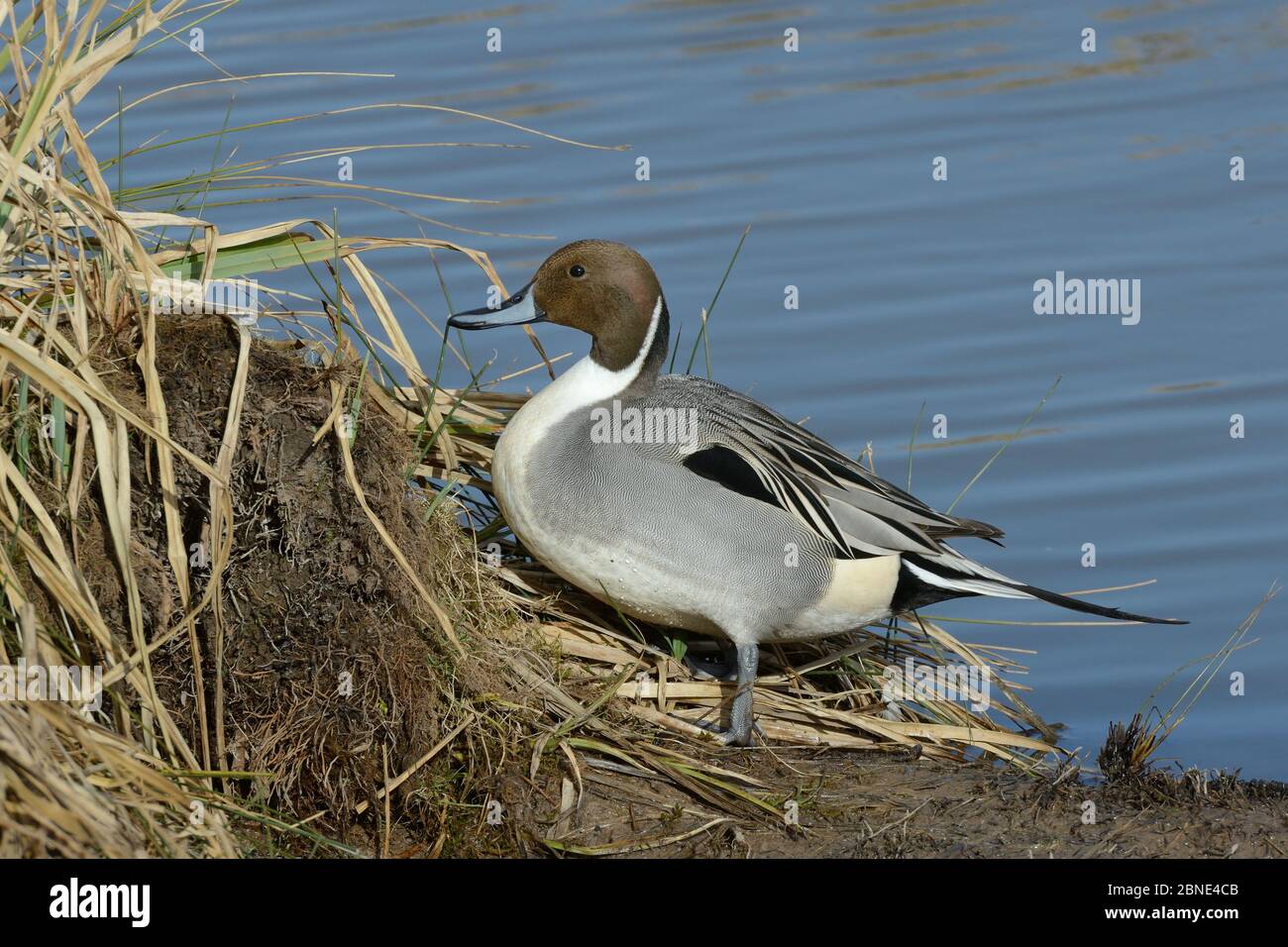 Northern pintail drake (Anas acuta) standing on the margins of flooded ...