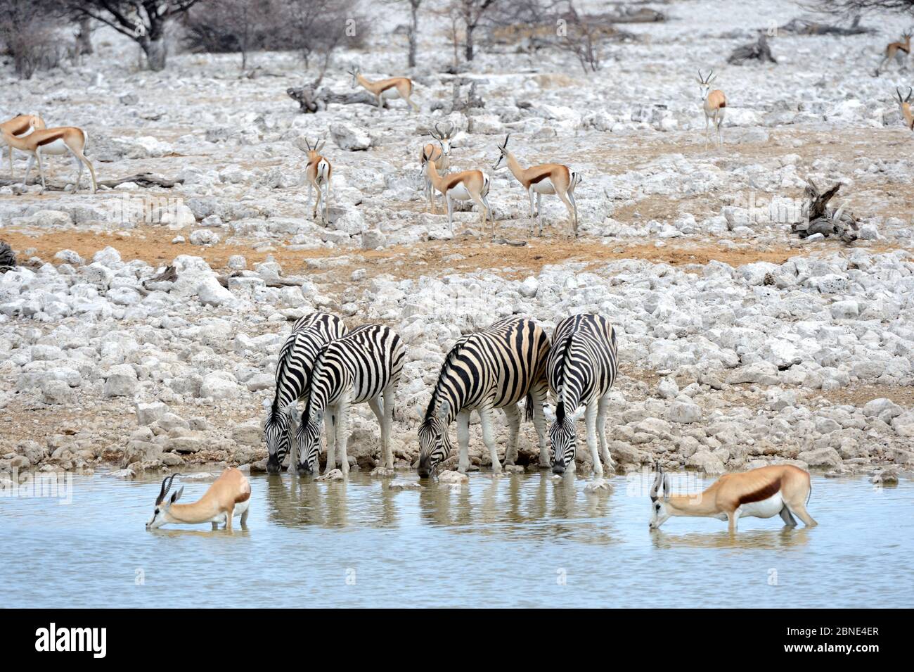 Springbok africa springboks herd hi-res stock photography and images ...