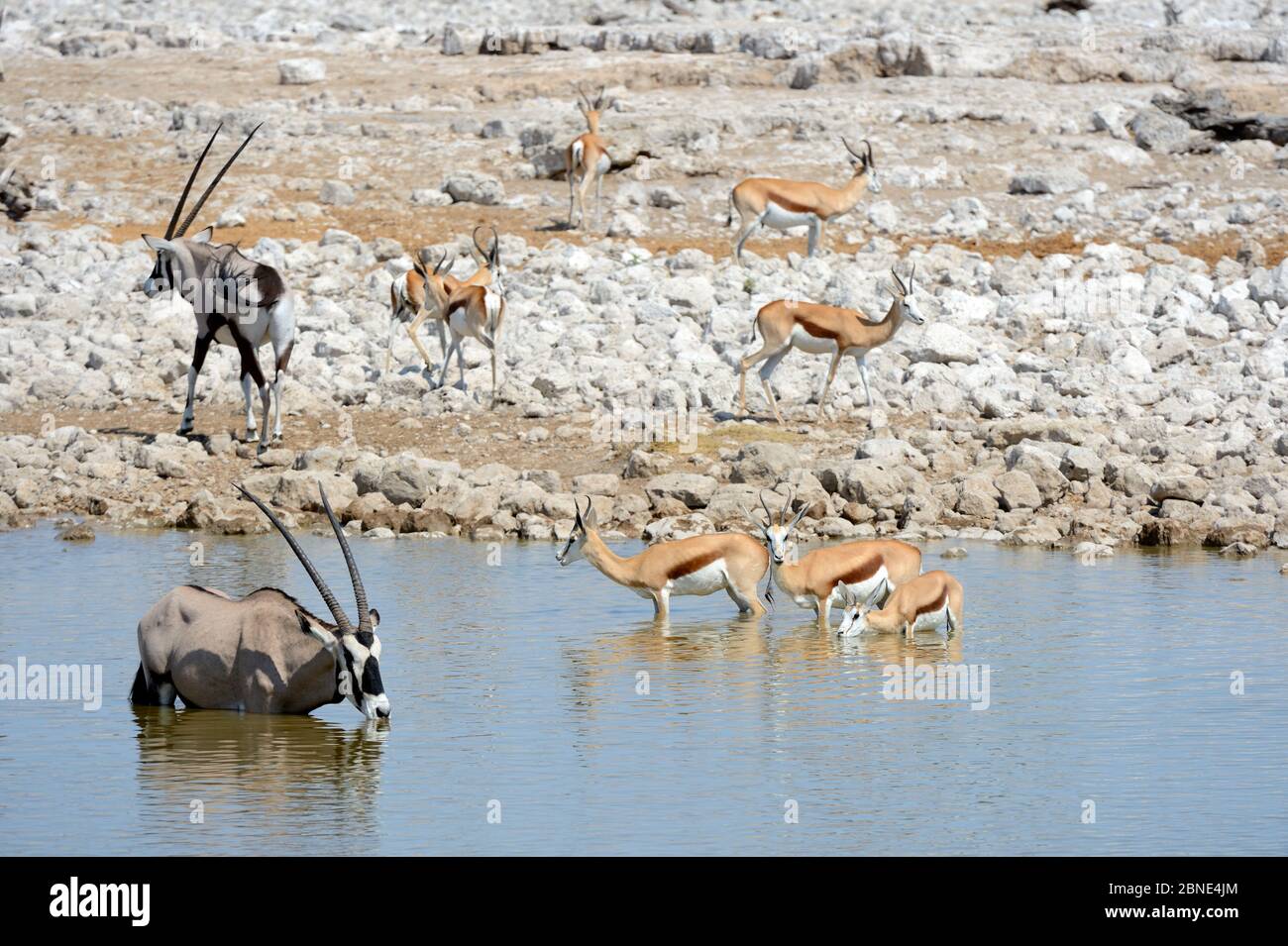 Gemsbok and springbok at water hole hi-res stock photography and images ...