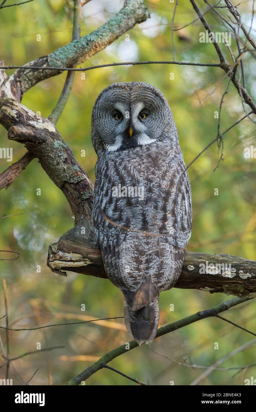 Owl head back hi-res stock photography and images - Alamy