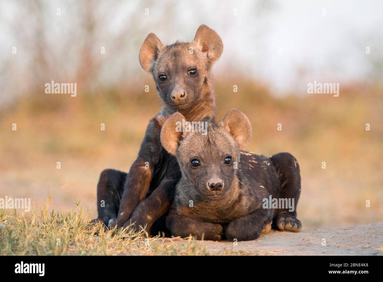 Spotted hyena (Crocuta crocuta) two cubs sat together. Liuwa Plain ...
