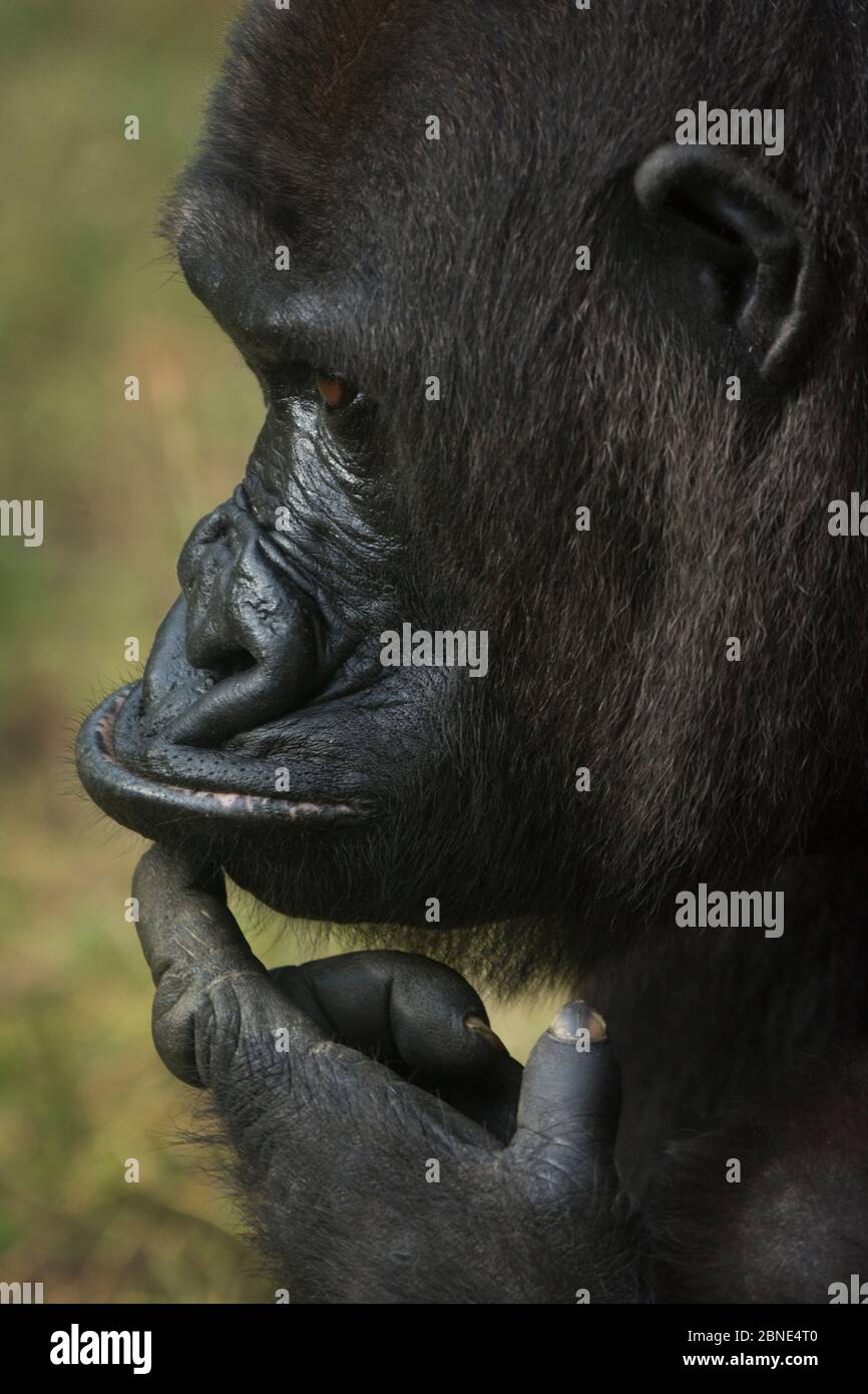 Western lowland gorilla, (Gorilla gorilla gorilla) with finger on chin ...