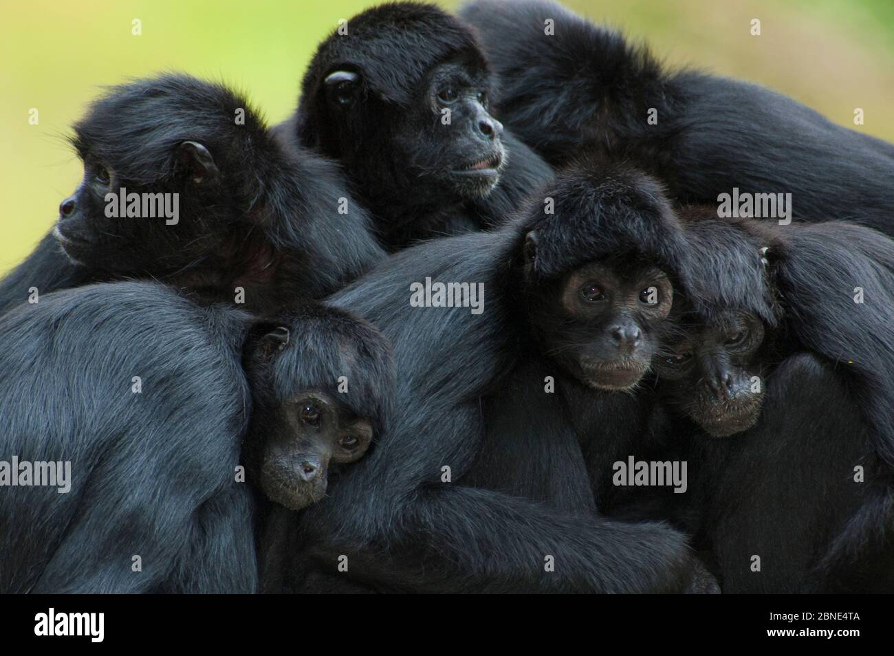 Group Of Spider Monkeys