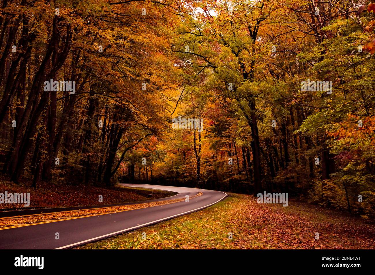Winding road through the woods in the fall hi-res stock photography and ...