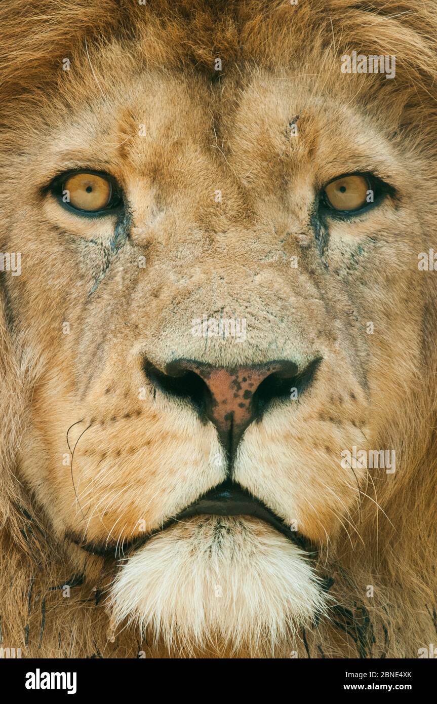 Lion (Panthera leo) close up portrait of male, captive occurs in Africa ...