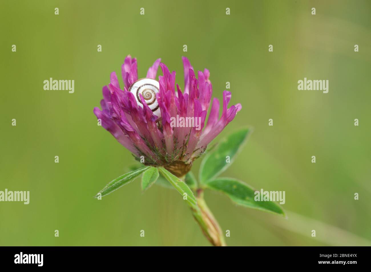 Red clover (Trifolium pratense) in flower, with Grove snail (Cepaea ...