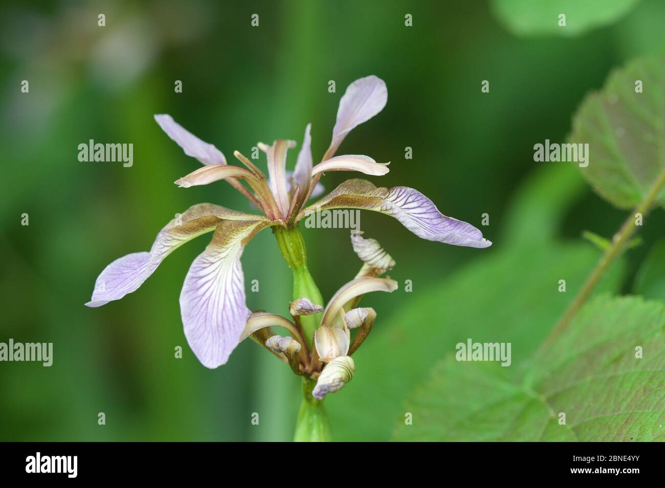 Stinking iris (Iris foetidissima) in flower, Green Down Nature Reserve ...