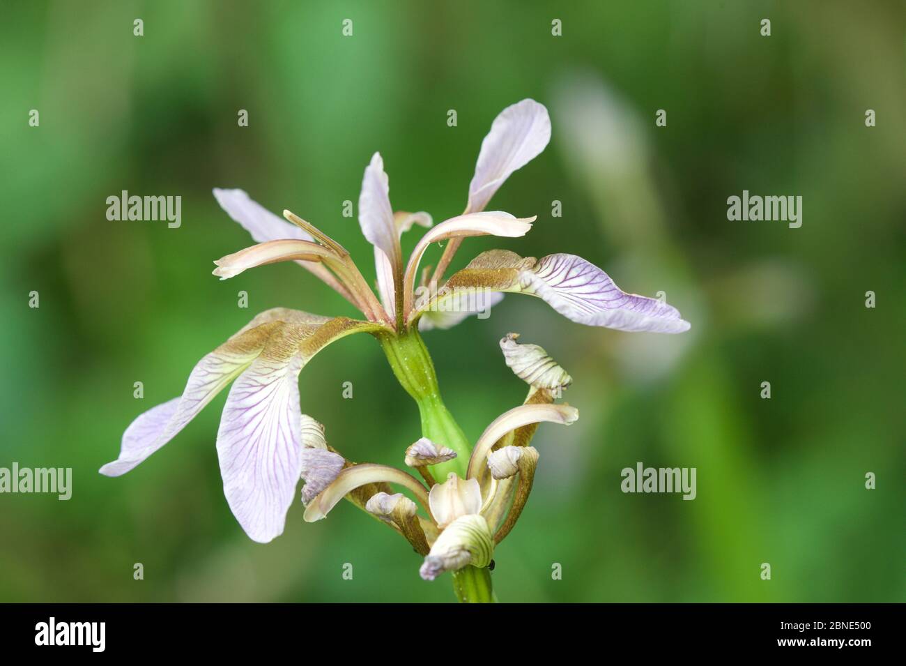 Stinking iris (Iris foetidissima) in flower, Green Down Nature Reserve ...