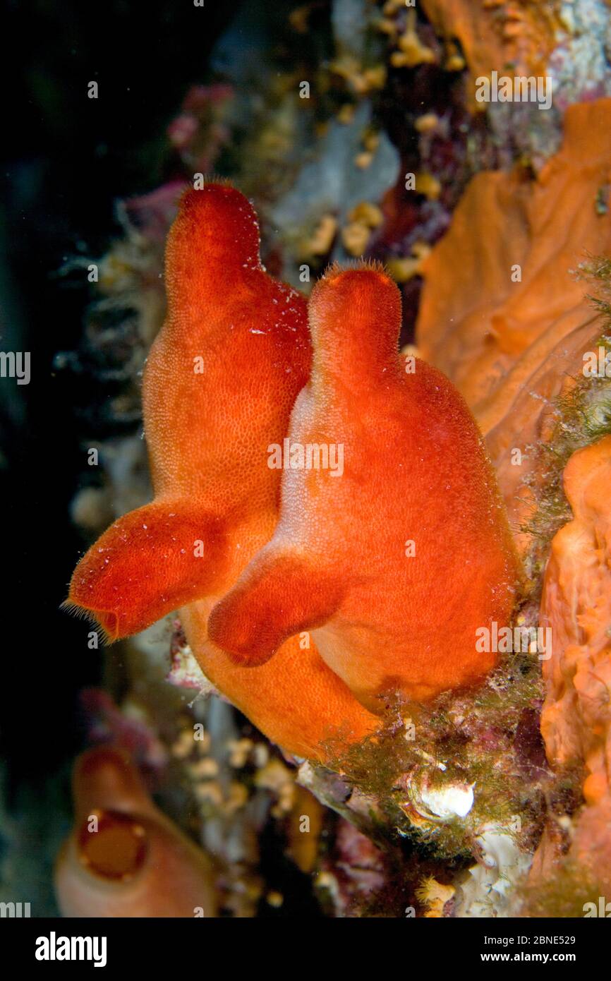 Red tunicate hi-res stock photography and images - Alamy