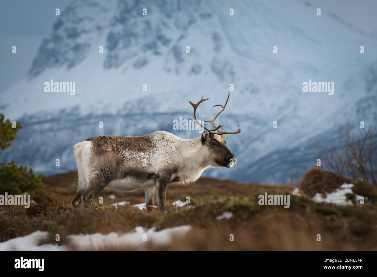 Reindeer profile hi-res stock photography and images - Alamy